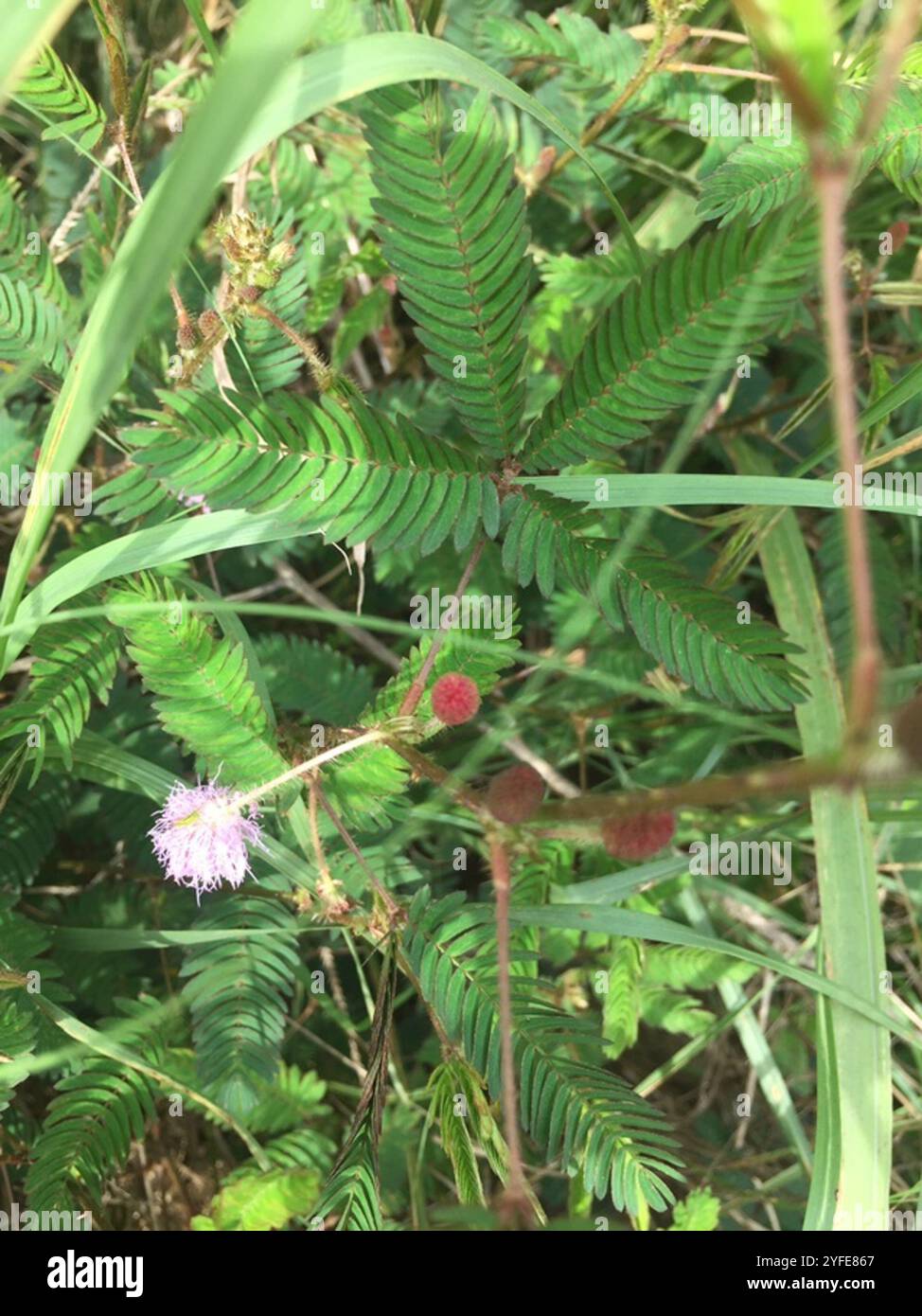sensitive plants (Mimosa Stock Photo - Alamy