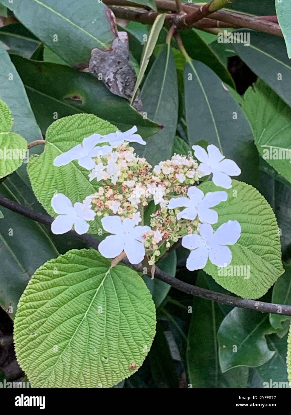 hobblebush (Viburnum lantanoides Stock Photo - Alamy