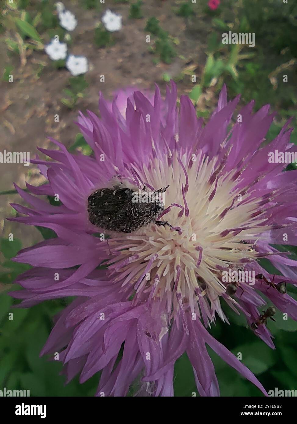 Apple Blossom Beetle (Tropinota hirta Stock Photo - Alamy