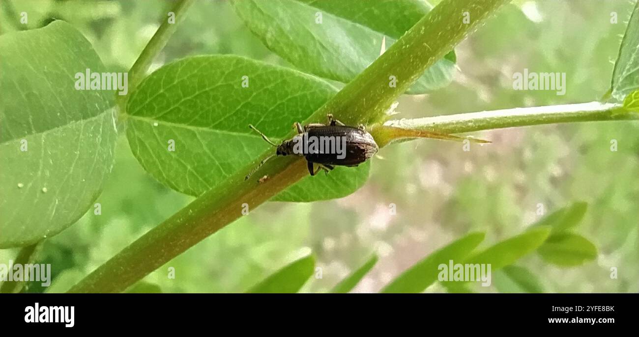 Common Leaf Weevil (Phyllobius pyri Stock Photo - Alamy