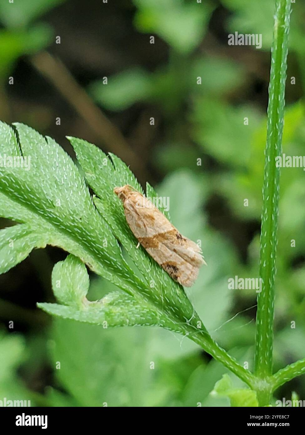 Garden Tortrix (Clepsis peritana Stock Photo - Alamy