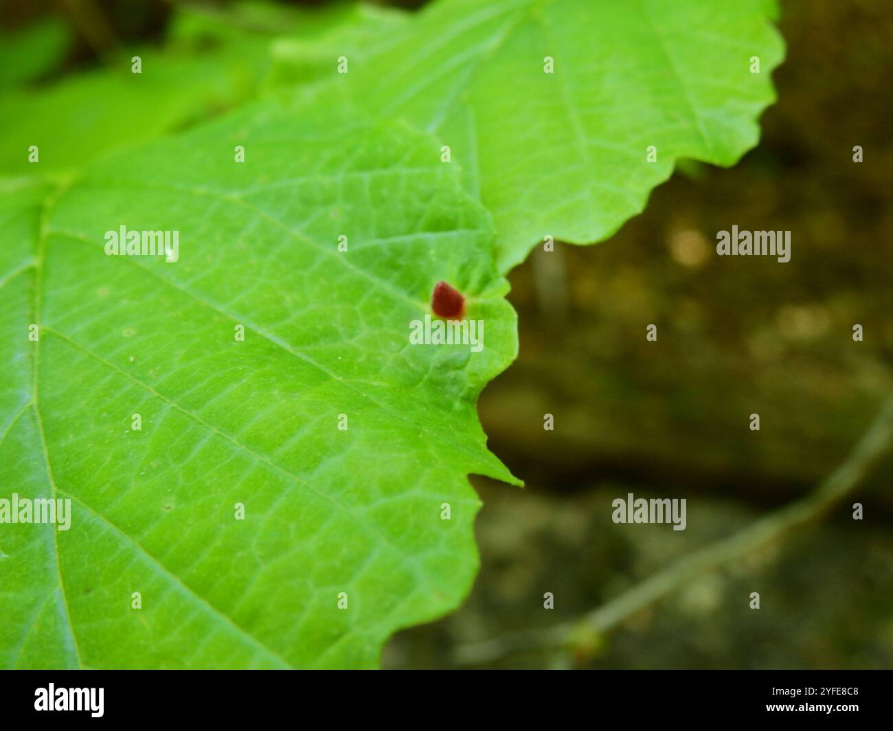 Witch-hazel Cone Gall Aphid (Hormaphis hamamelidis Stock Photo - Alamy