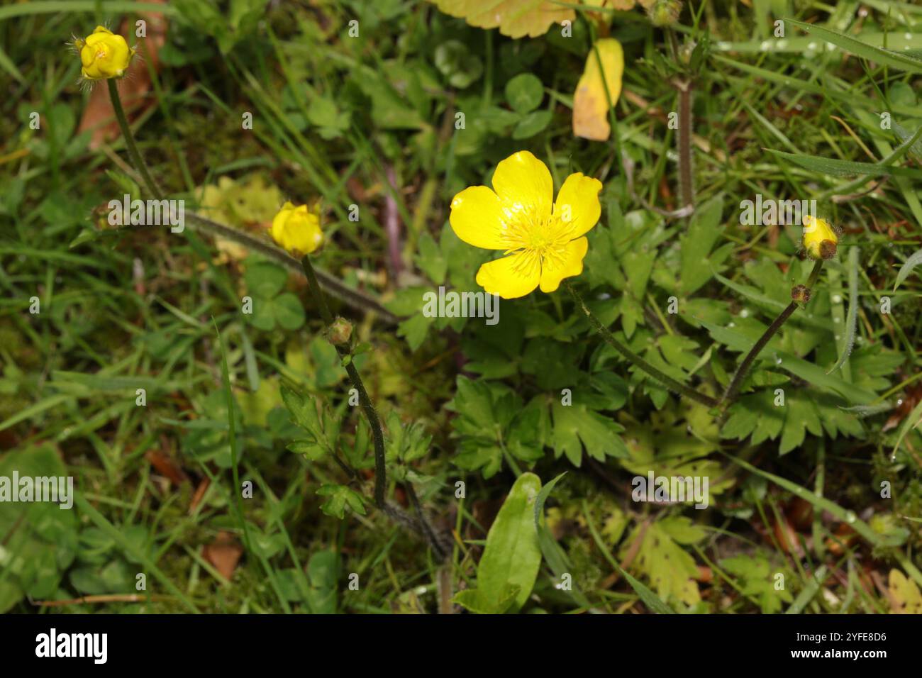Creeping buttercup (Ranunculus repens Stock Photo - Alamy