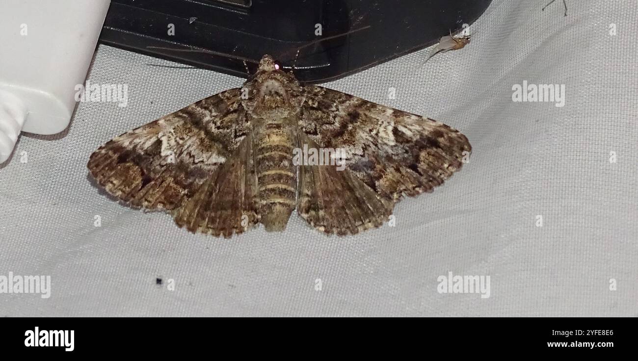 Live Oak Metria Moth (Metria amella Stock Photo - Alamy