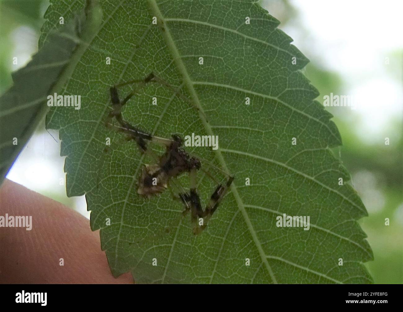 Arrowhead Orbweaver (Verrucosa arenata Stock Photo - Alamy