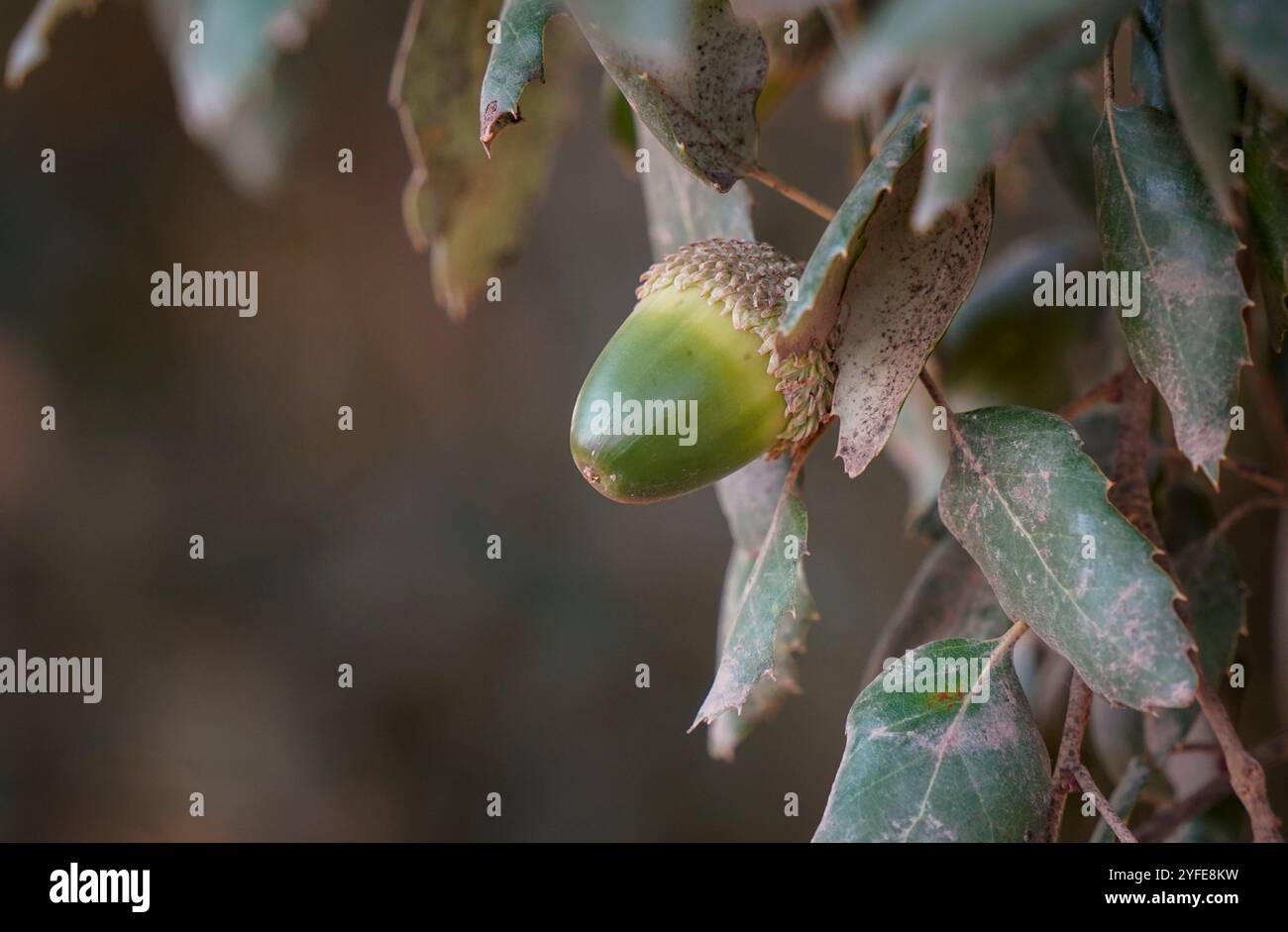 Acorns of Evergreen oak, holly oak or holm oak (Quercus ilex ...