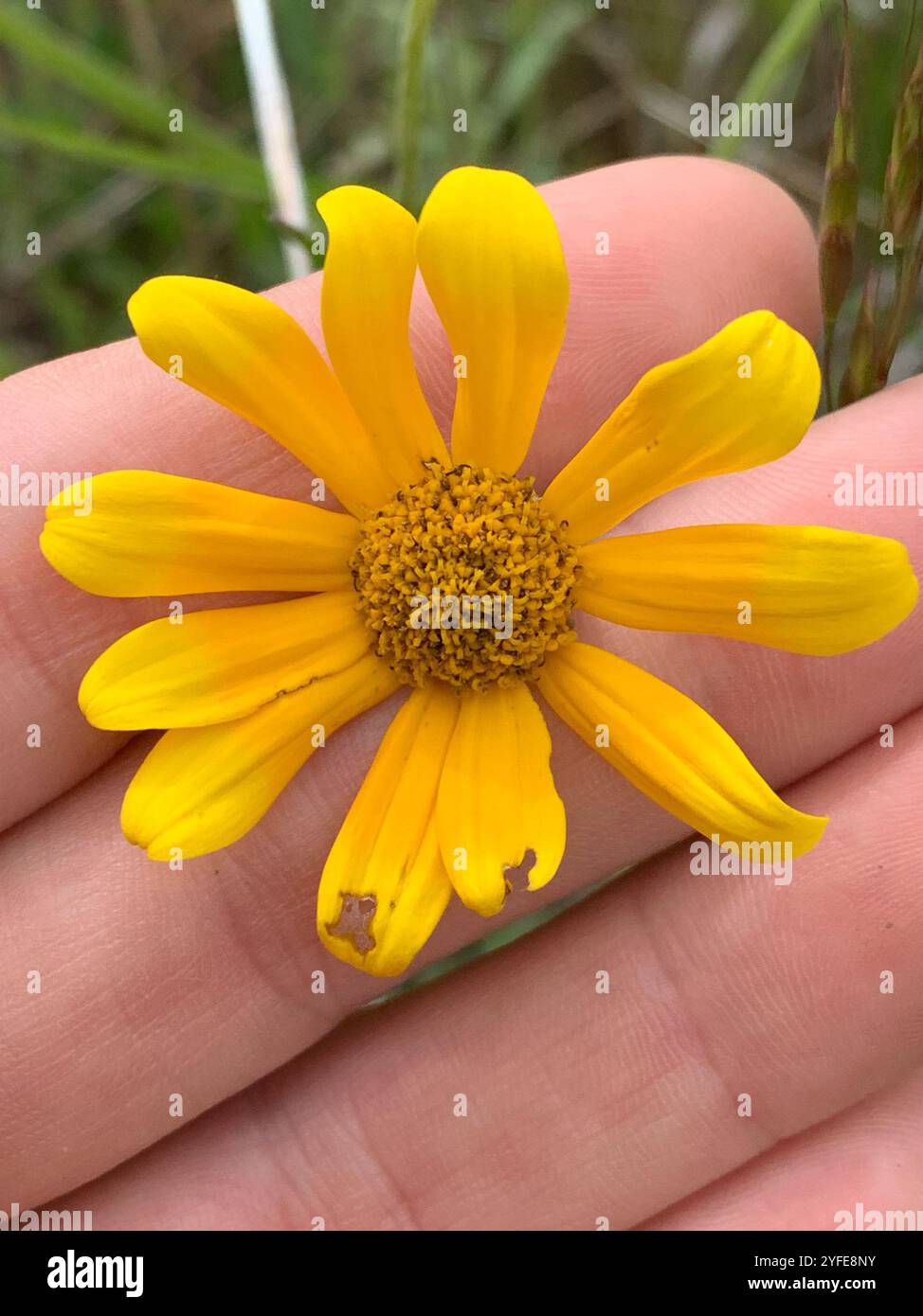 common woolly sunflower (Eriophyllum lanatum Stock Photo - Alamy