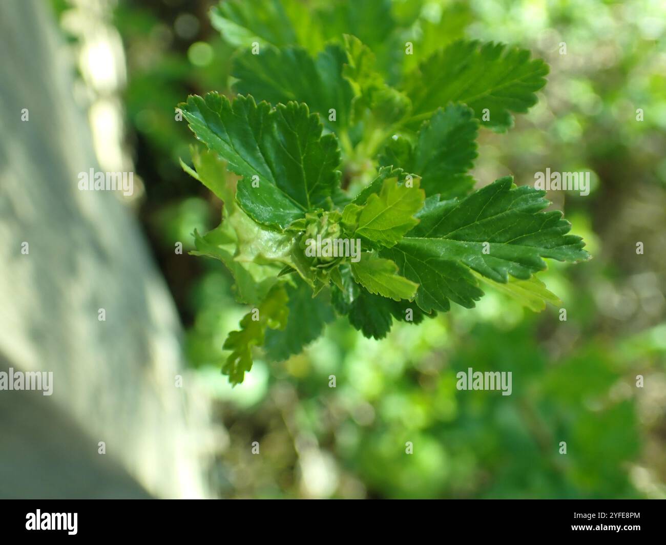 Pacific ninebark (Physocarpus capitatus Stock Photo - Alamy
