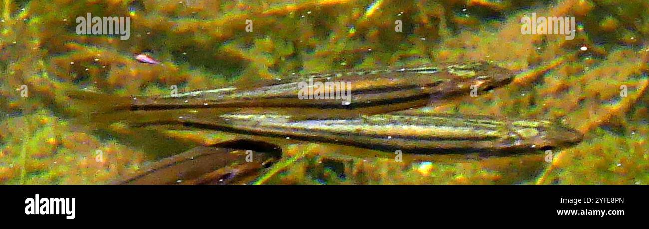 Northern Redbelly Dace (Chrosomus eos Stock Photo - Alamy