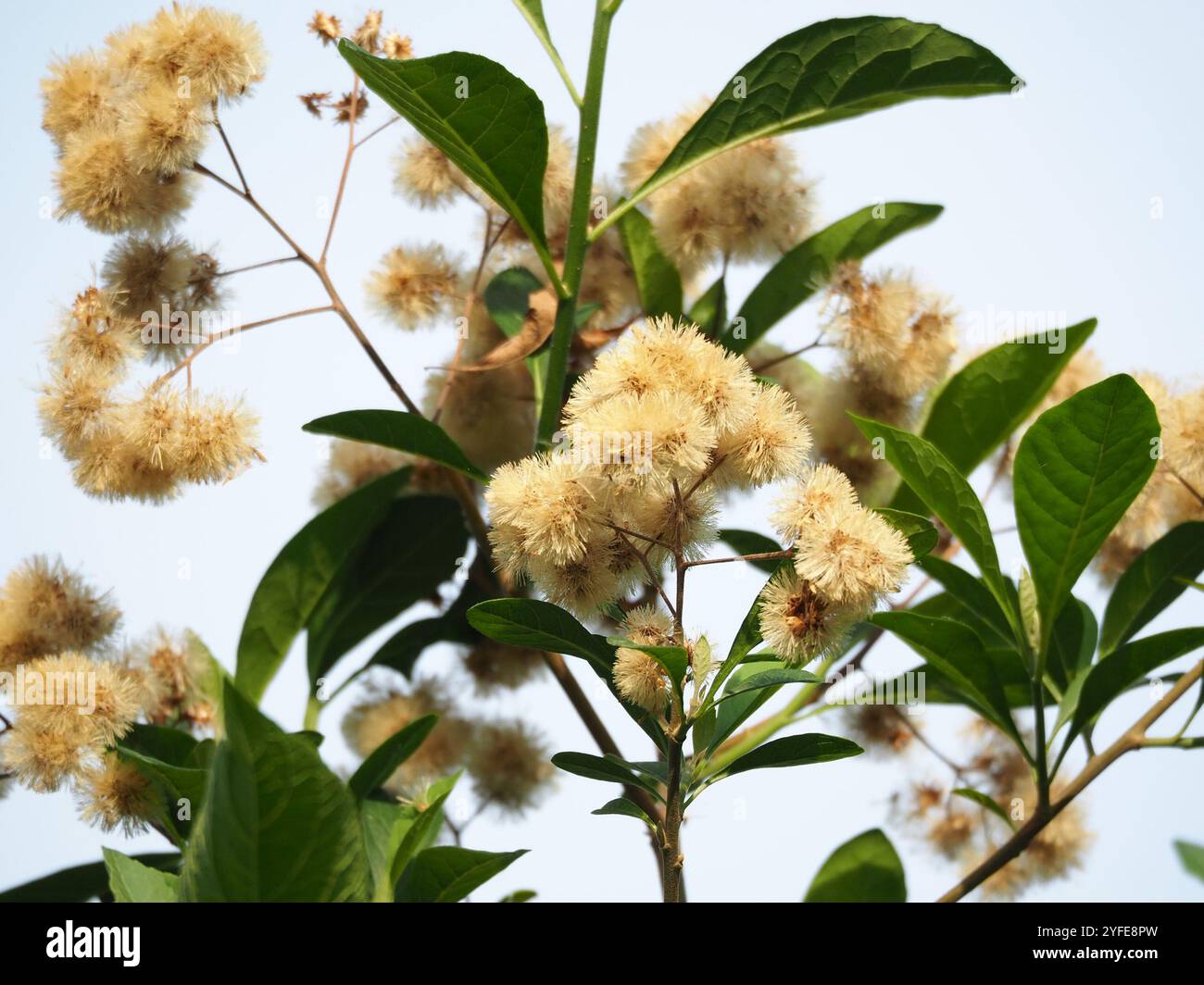 River Bittertea (Gymnanthemum amygdalinum Stock Photo - Alamy