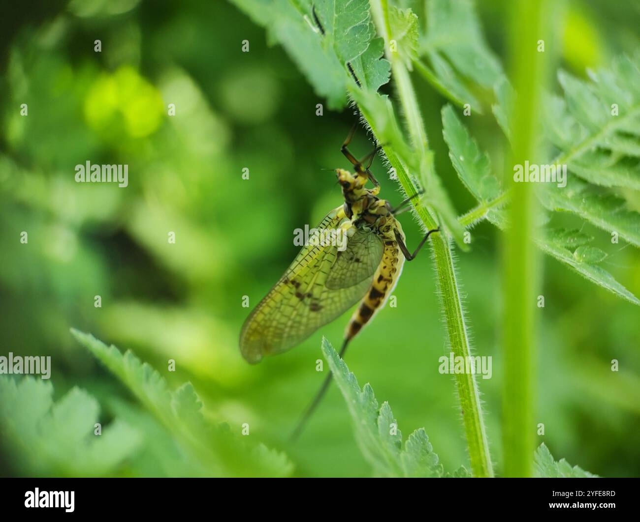 European Green Drake (Ephemera danica Stock Photo - Alamy