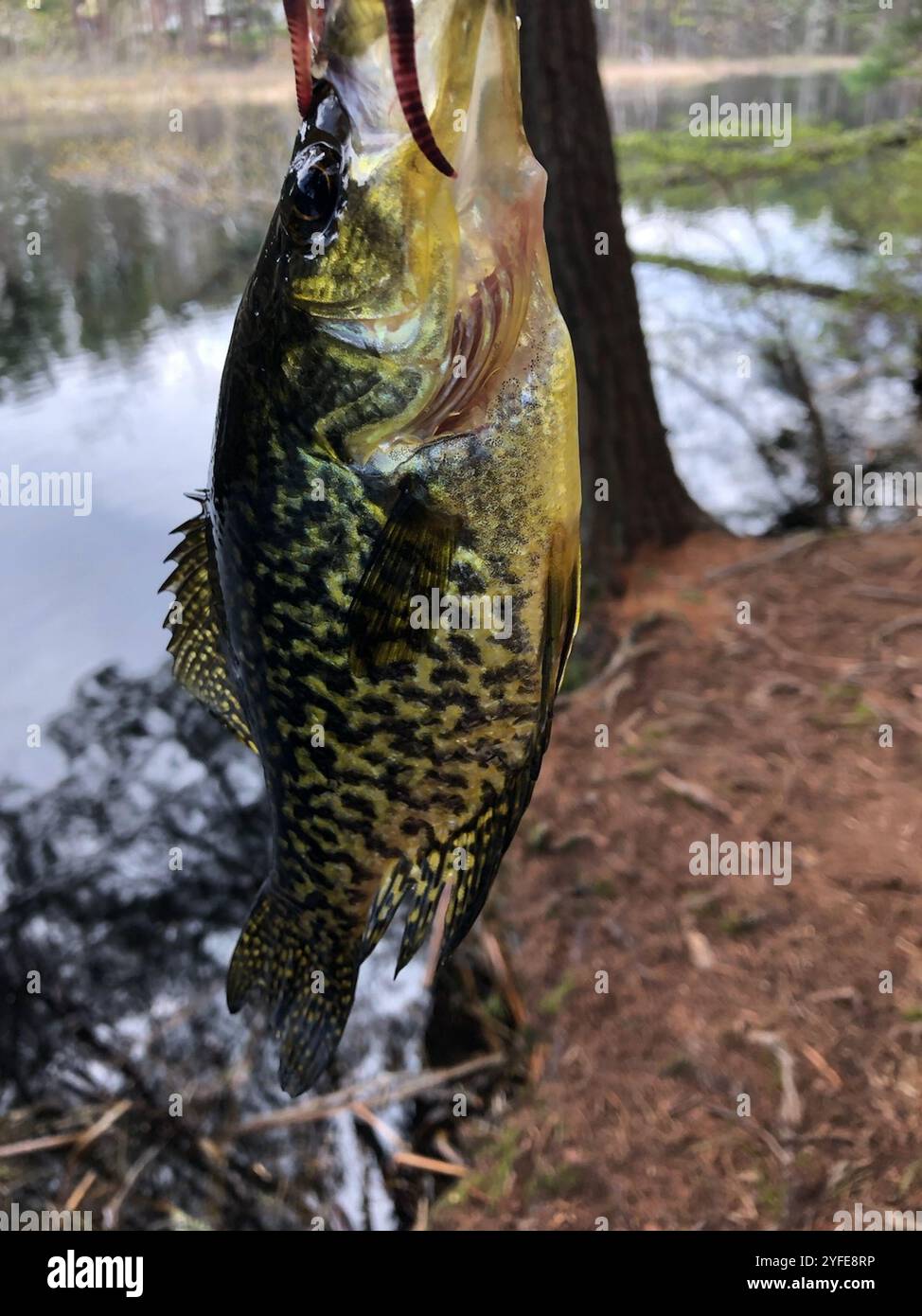 Black crappie hi-res stock photography and images - Alamy
