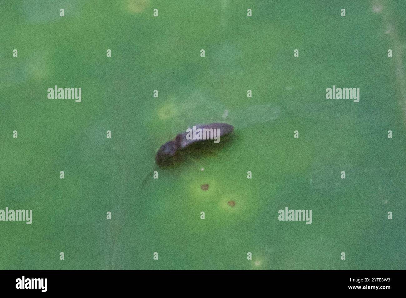 Click Beetles (Elateridae Stock Photo - Alamy