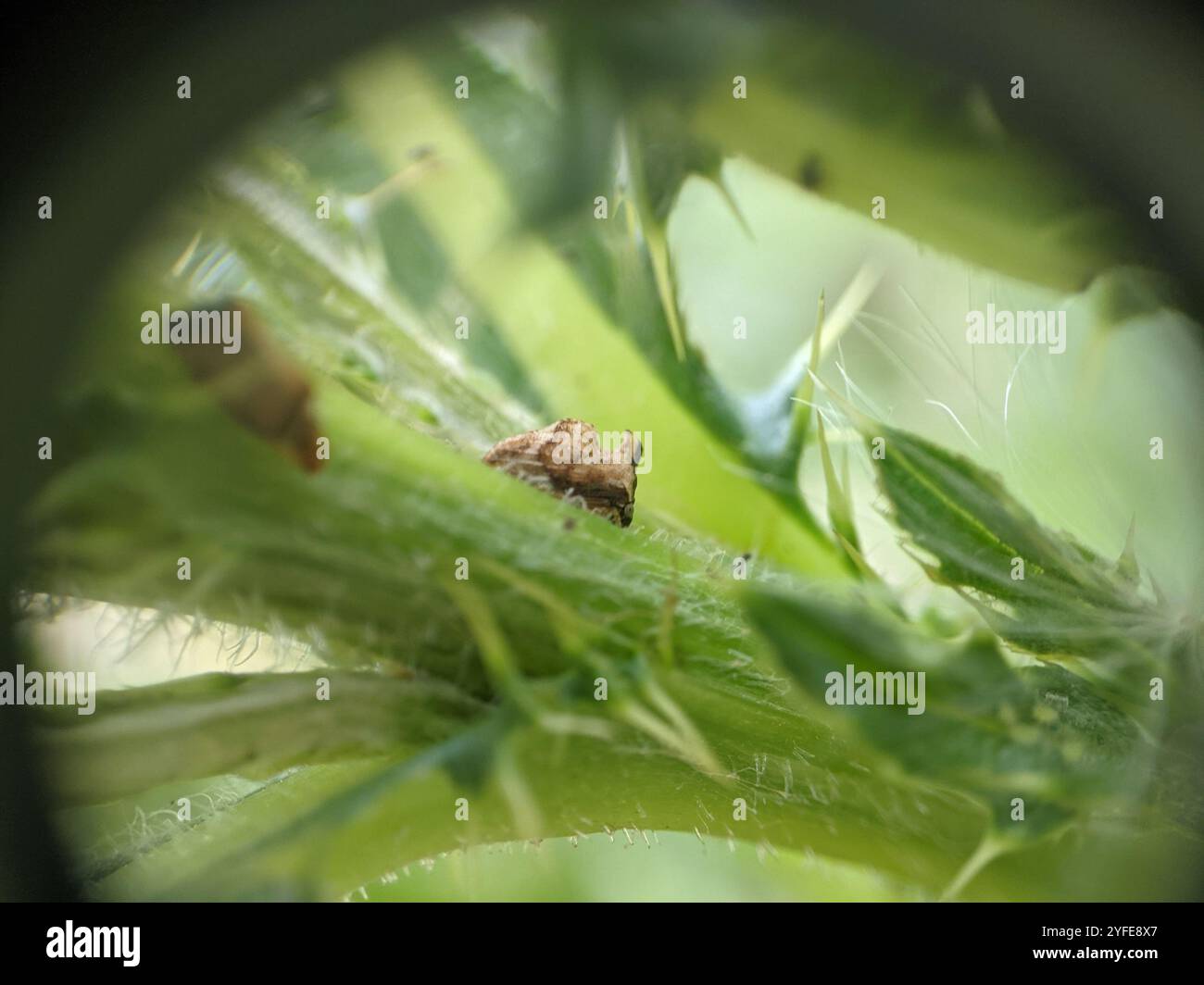 Keeled Treehopper (Entylia carinata Stock Photo - Alamy