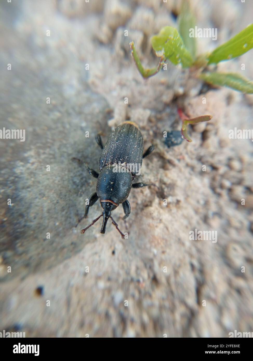 Sphenophorus hi-res stock photography and images - Alamy