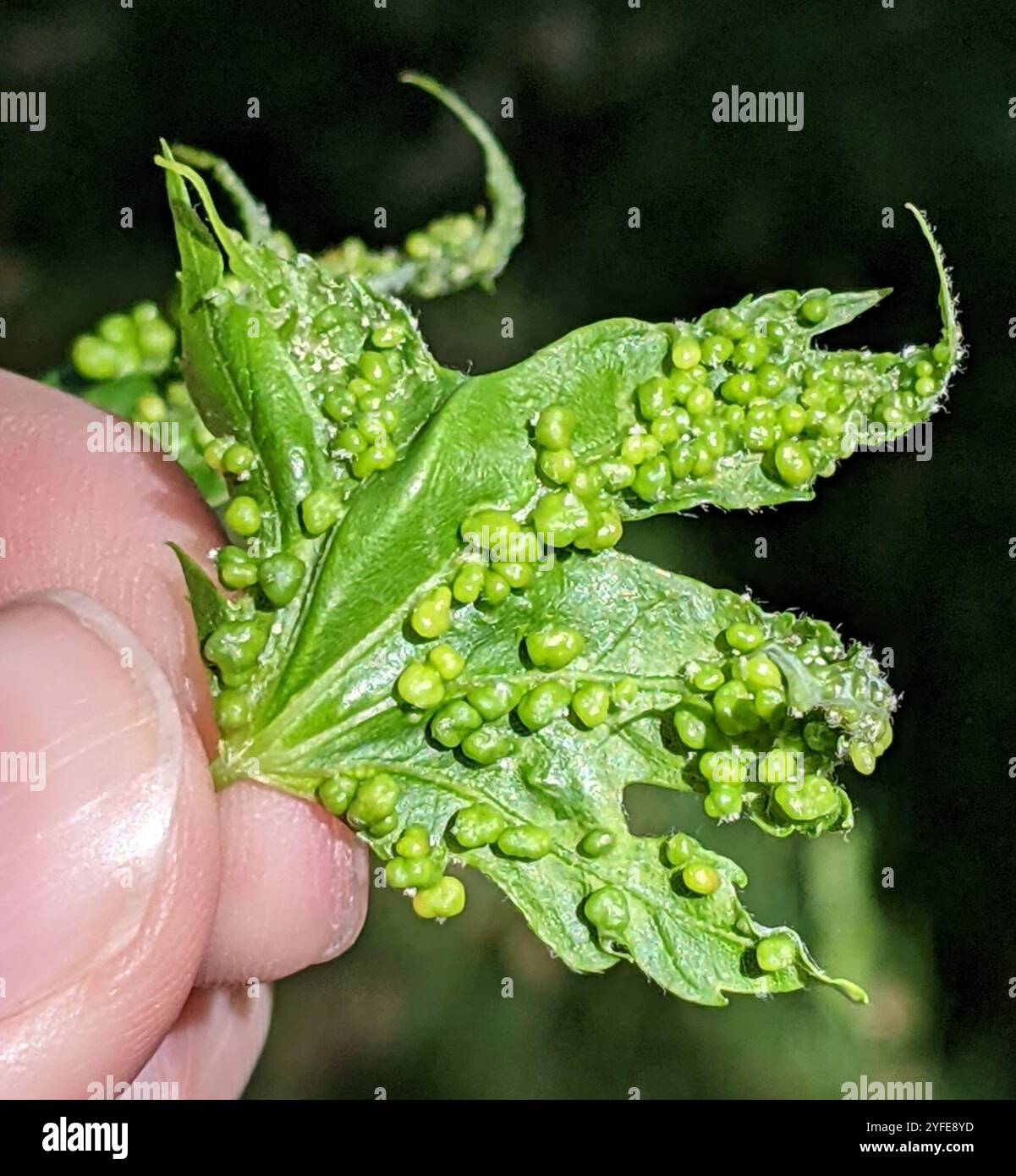 Maple Bladdergall Mite (Vasates quadripedes Stock Photo - Alamy