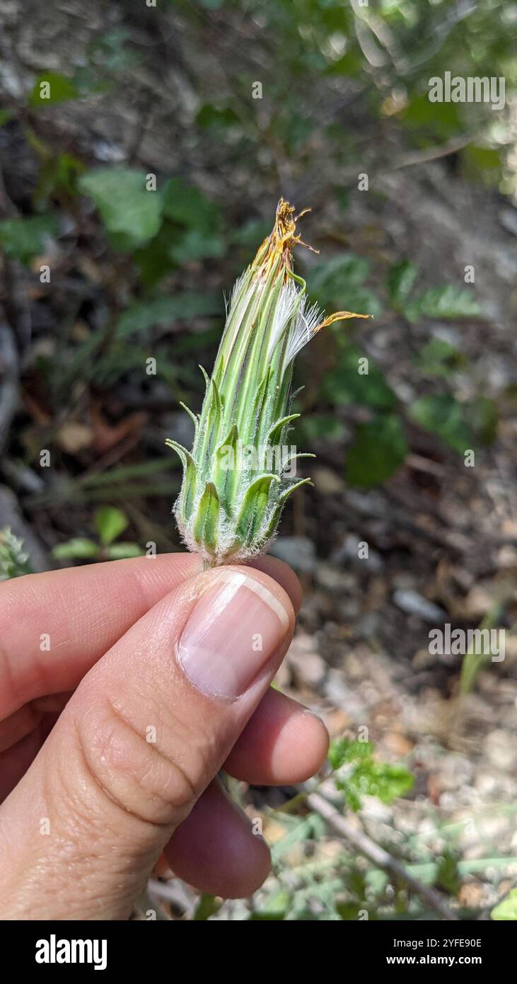 mountain dandelions (Agoseris Stock Photo - Alamy