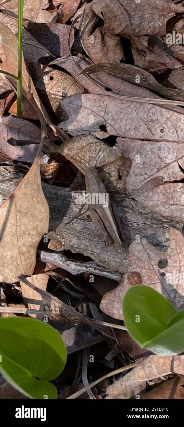 Sulphur-winged Grasshopper (Arphia sulphurea Stock Photo - Alamy