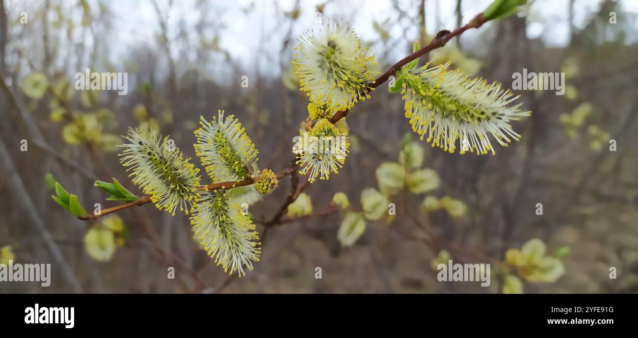 goat willow (Salix caprea Stock Photo - Alamy