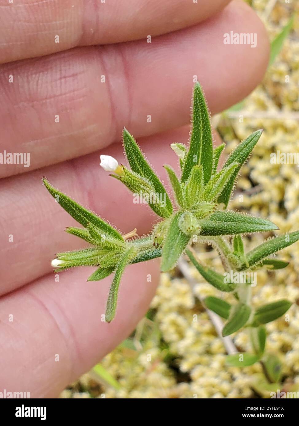 slender phlox (Microsteris gracilis Stock Photo - Alamy