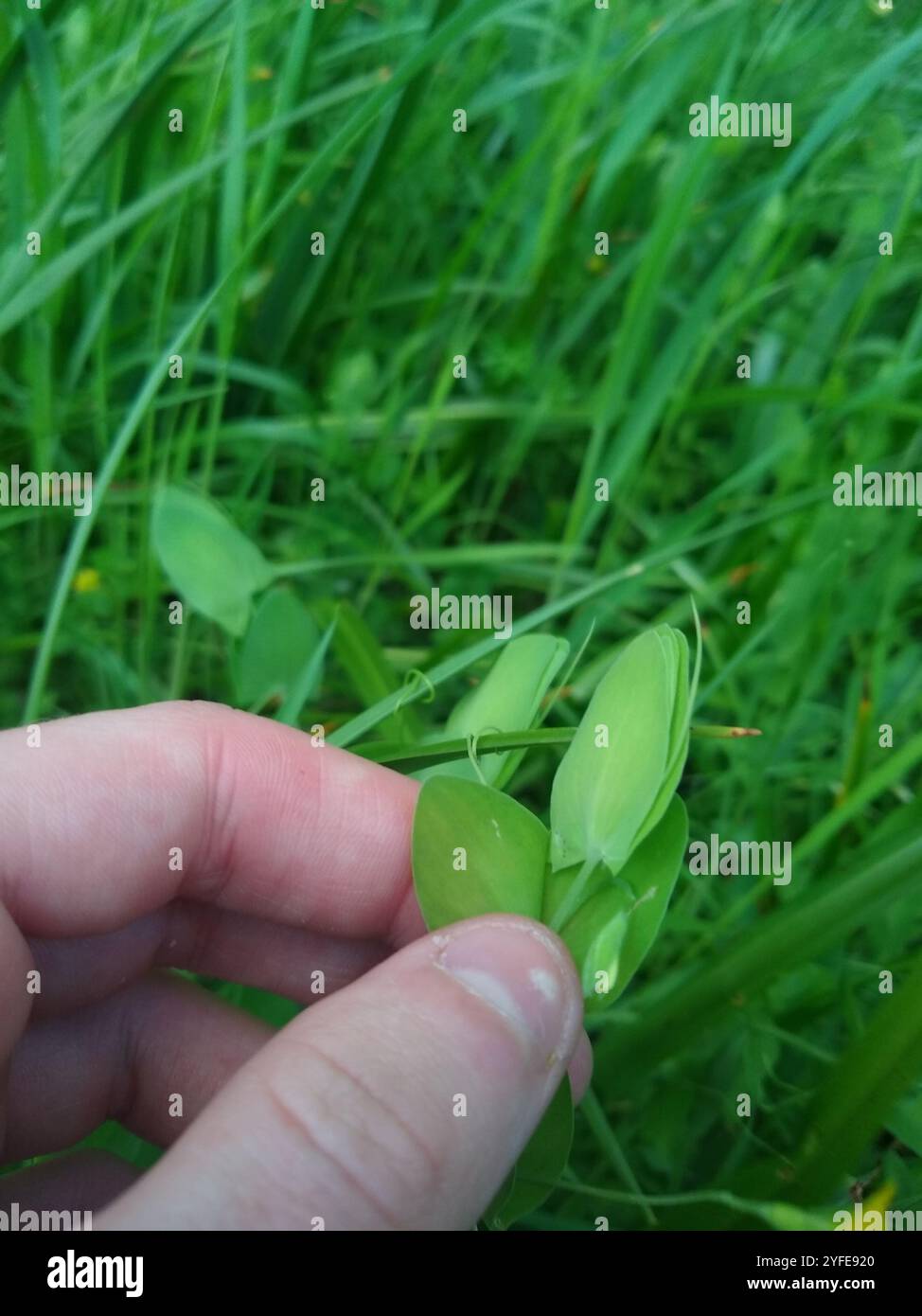 Yellow vetchling lathyrus aphaca hi-res stock photography and images ...