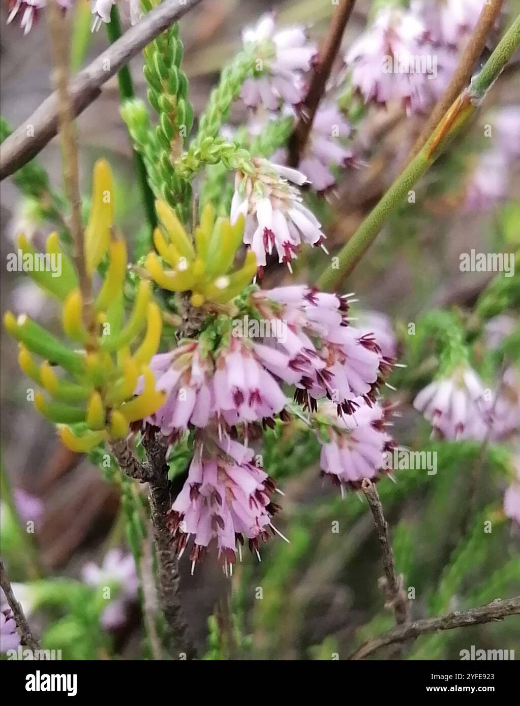 Lip Heath (Erica labialis Stock Photo - Alamy