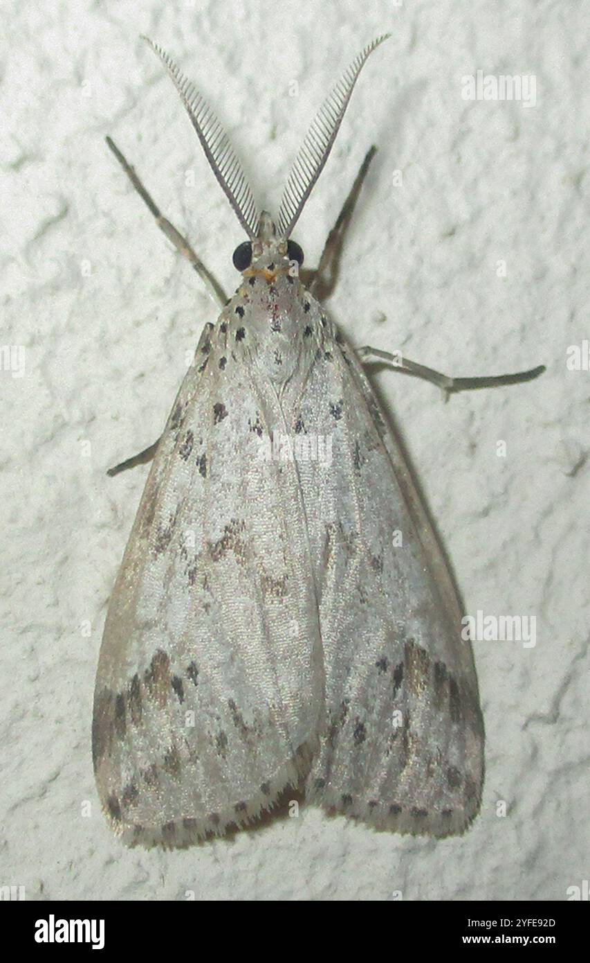 Cape Ivy Moth (Diota rostrata Stock Photo - Alamy
