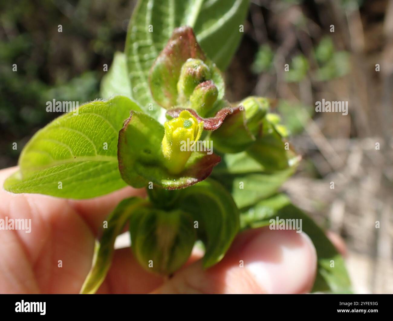 twinberry honeysuckle (Lonicera involucrata Stock Photo - Alamy