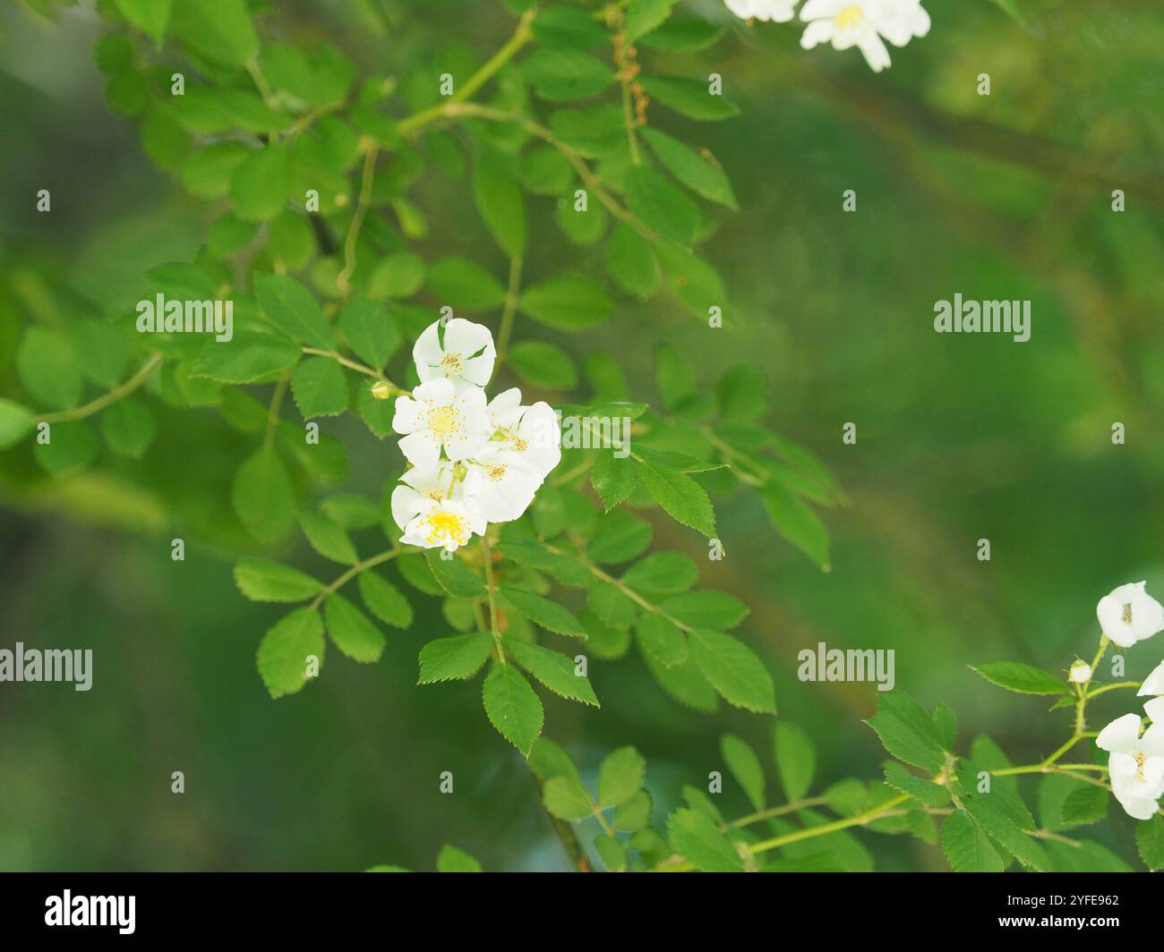 multiflora rose (Rosa multiflora Stock Photo - Alamy