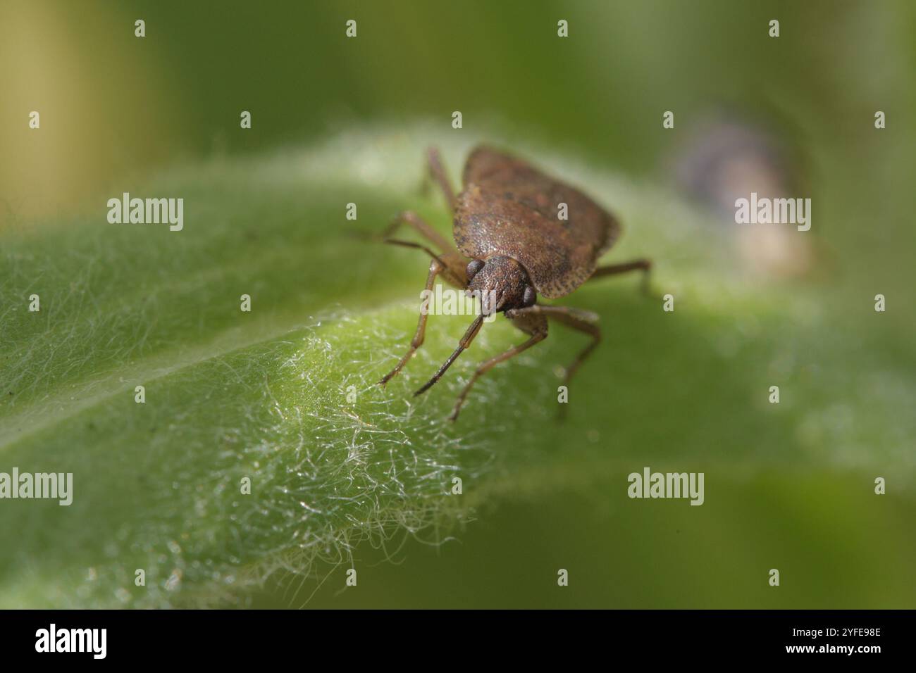 straw groundbug (Emblethis denticollis Stock Photo - Alamy