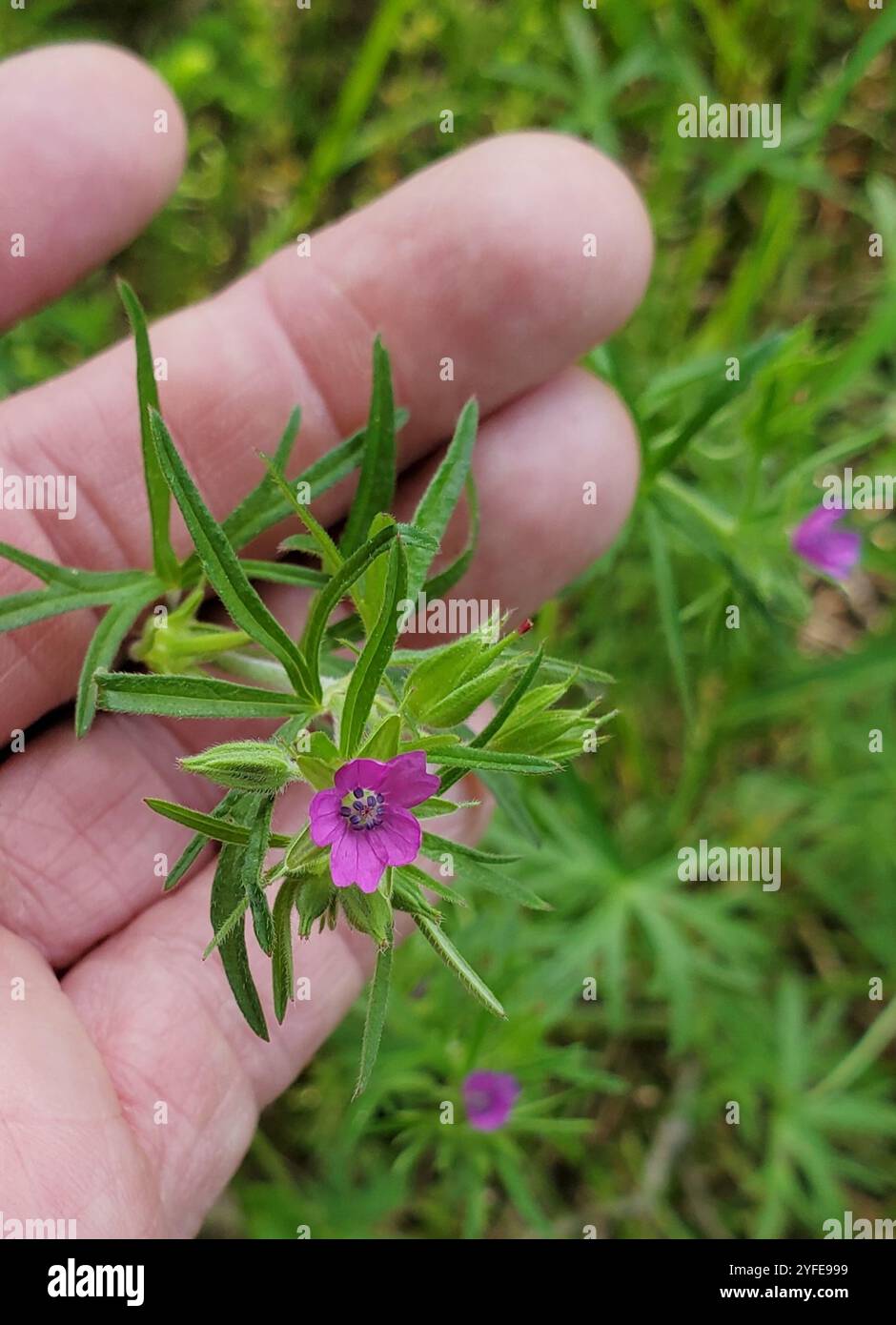 Cut-leaved crane's-bill (Geranium dissectum Stock Photo - Alamy