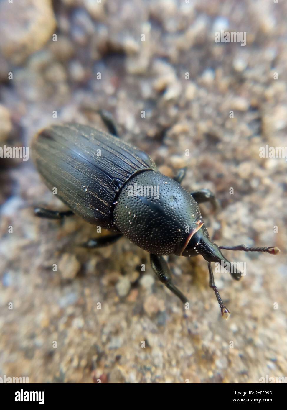 Billbug Weevils (Sphenophorus Stock Photo - Alamy