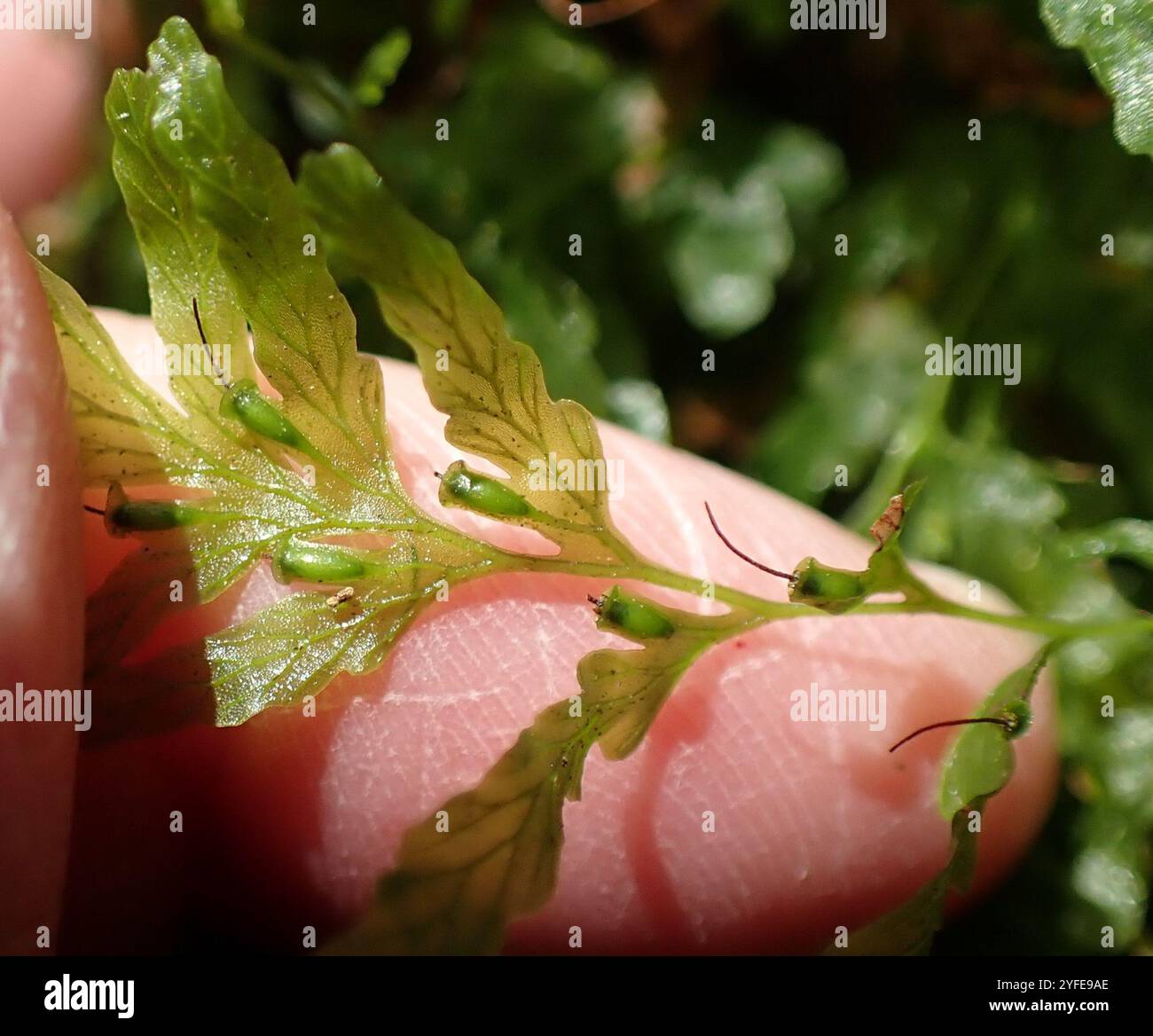 Trichomanes venosum hi-res stock photography and images - Alamy