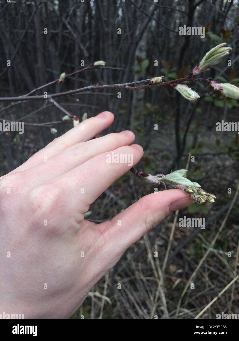 Running Serviceberry (Amelanchier stolonifera Stock Photo - Alamy