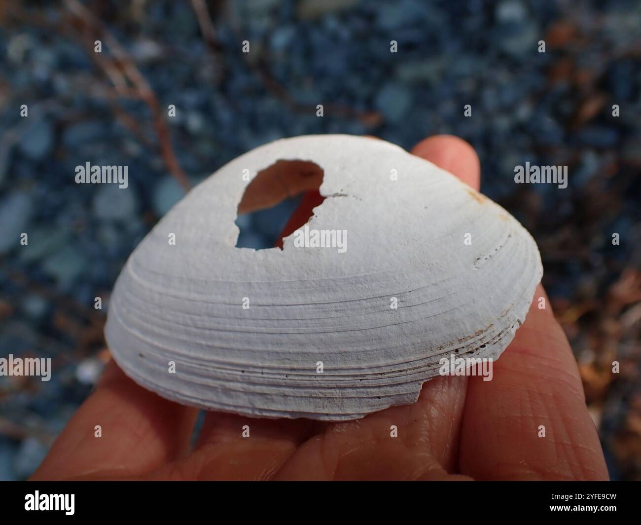 Butter Clam (Saxidomus gigantea Stock Photo - Alamy