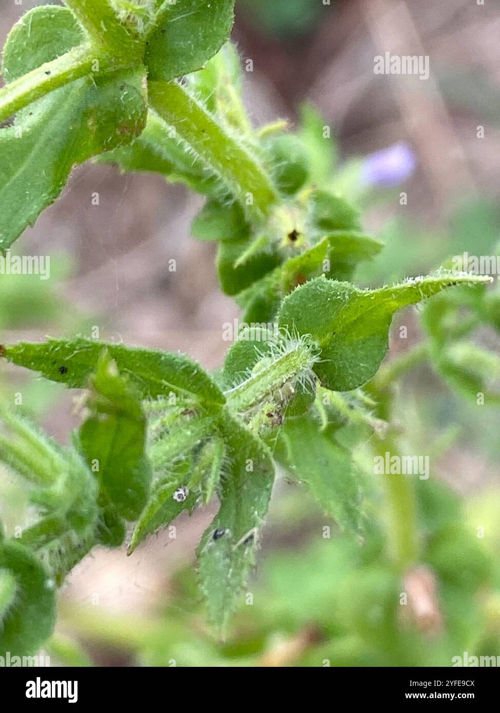 Obeah Bush (Stemodia maritima Stock Photo - Alamy