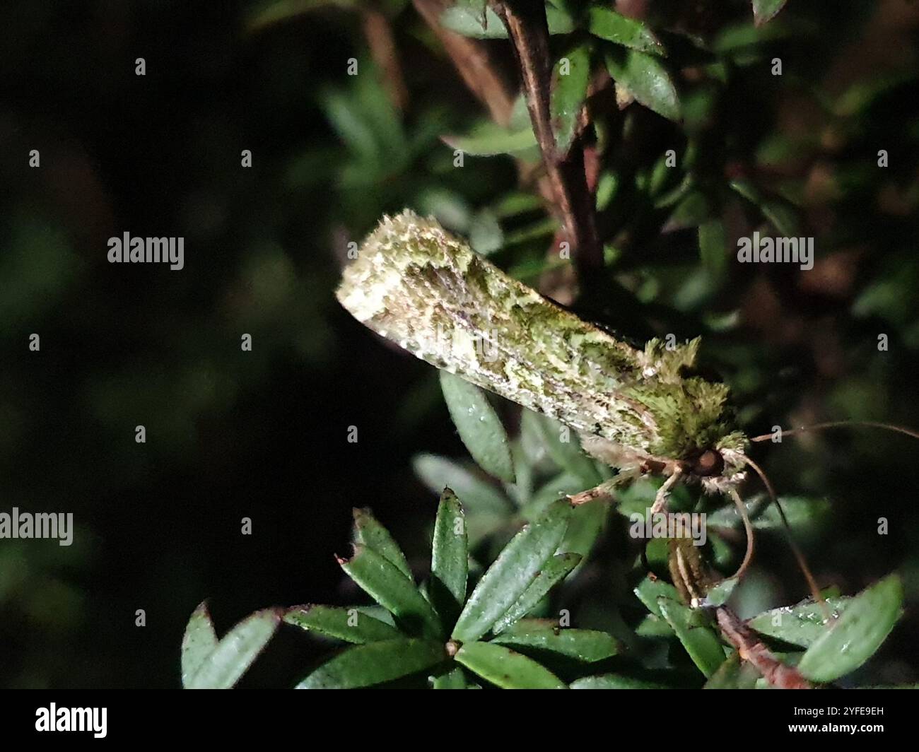 Mahoe moth hi-res stock photography and images - Alamy