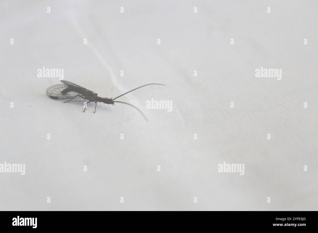 American Square-headed Snakeflies (Negha Stock Photo - Alamy