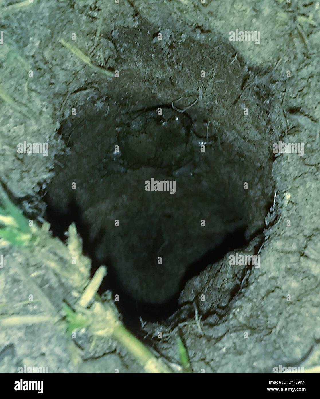 Western Narrow-mouthed Toad (Gastrophryne olivacea Stock Photo - Alamy