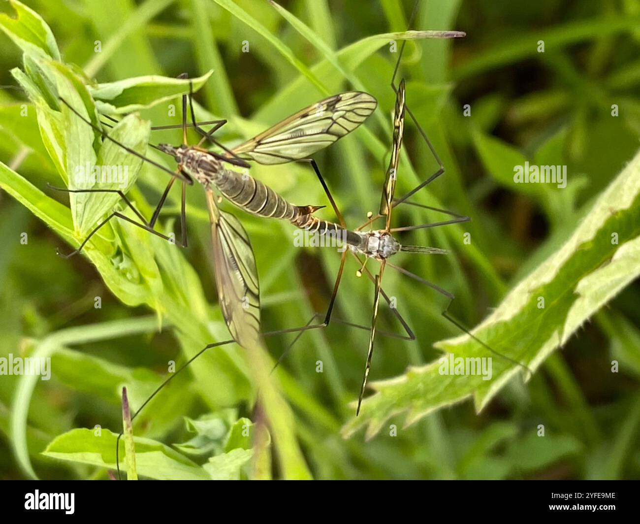 Common Crane Flies (Tipula Stock Photo - Alamy