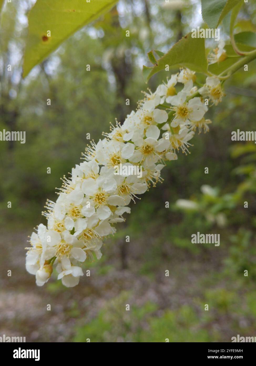 chokecherry (Prunus virginiana Stock Photo - Alamy