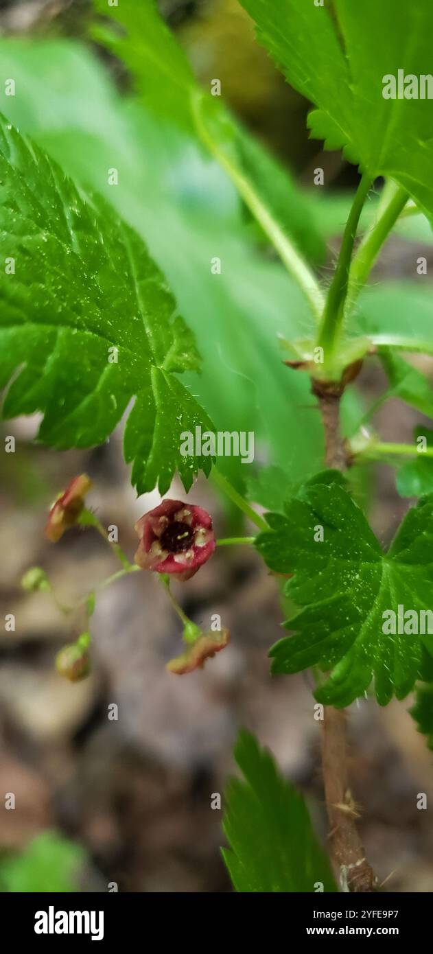 swamp currant (Ribes lacustre Stock Photo - Alamy