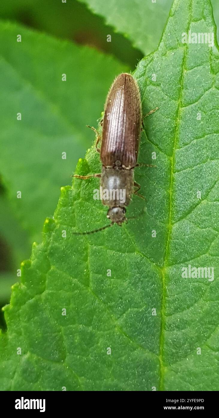 common brown click beetle (Athous haemorrhoidalis Stock Photo - Alamy