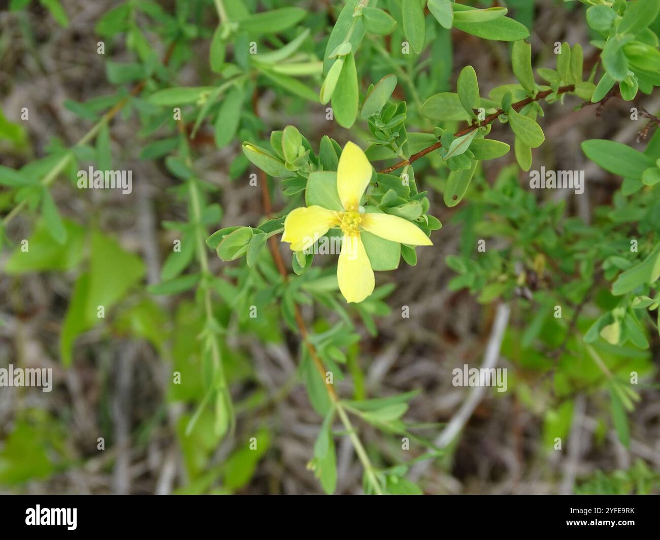 St. Andrew's cross (Hypericum hypericoides Stock Photo - Alamy