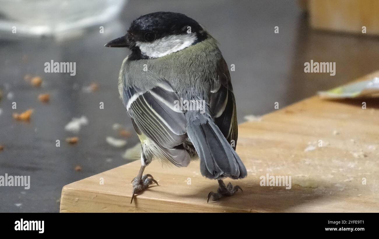 Great Tit (Parus major Stock Photo - Alamy