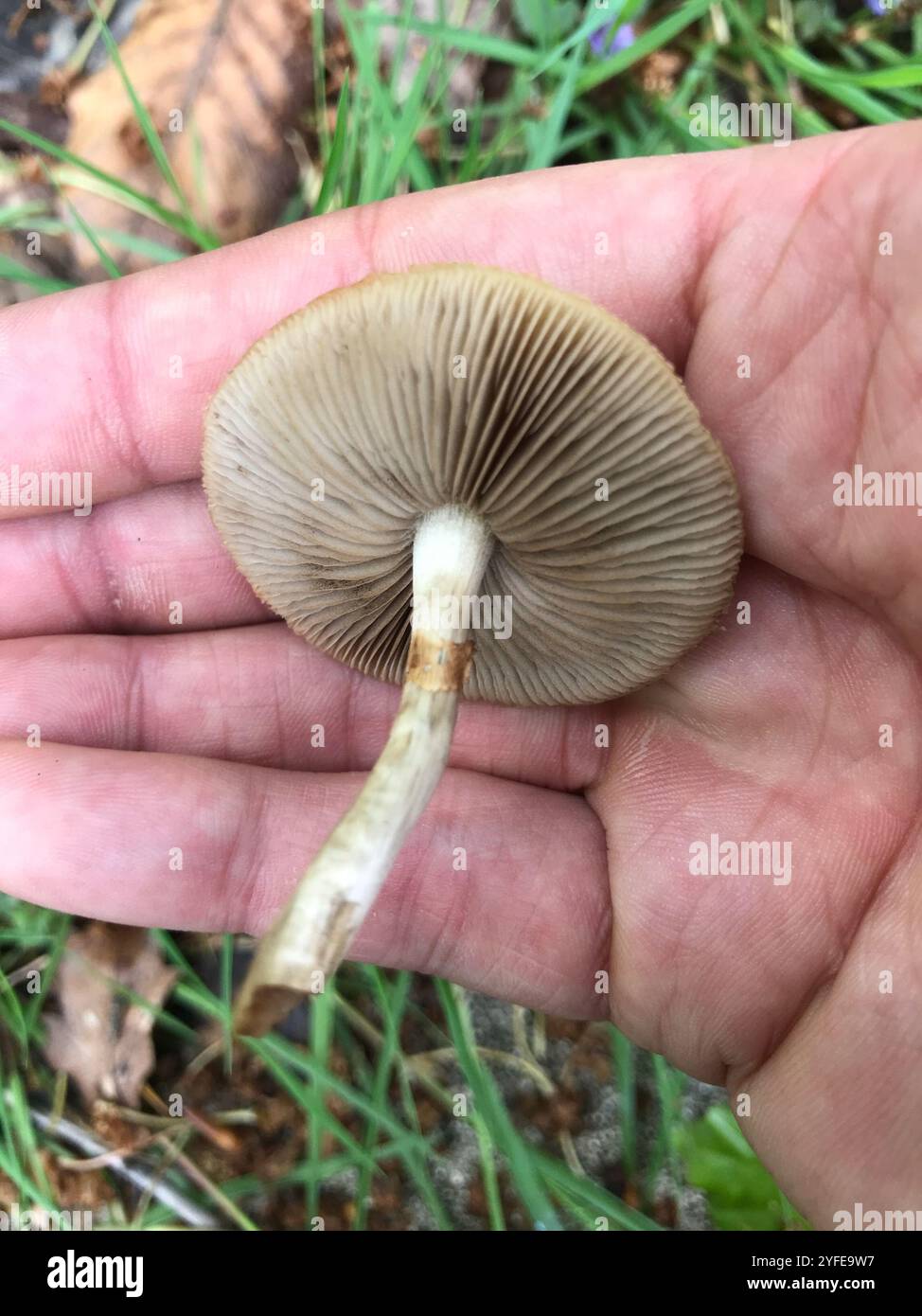 Spring fieldcap agrocybe praecox hi-res stock photography and images ...