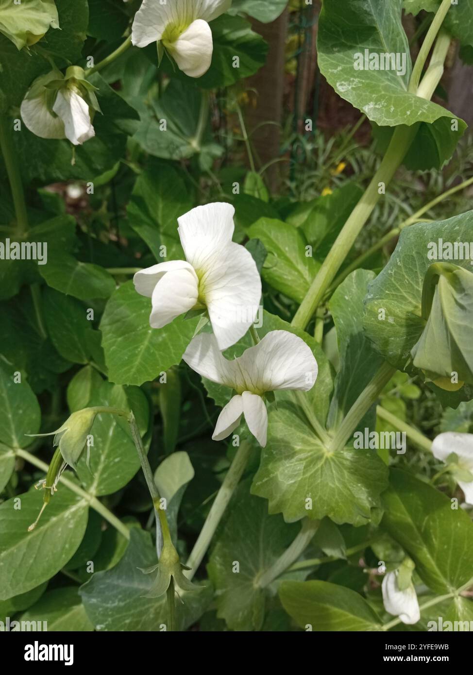 Common Pea (Pisum sativum Stock Photo - Alamy