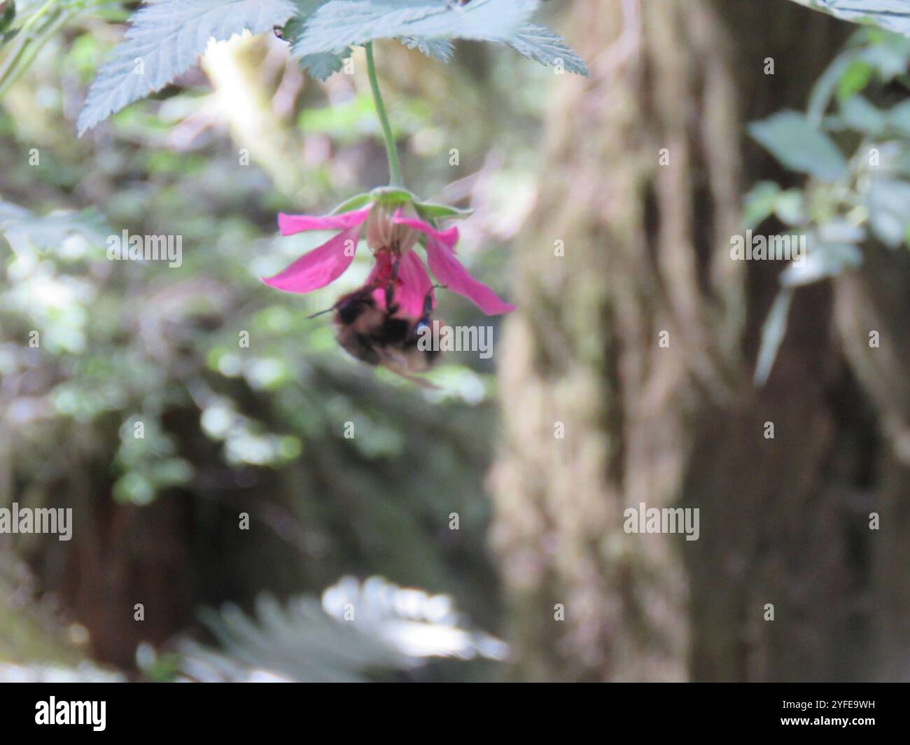 Sitka Bumble Bee (Bombus sitkensis Stock Photo - Alamy