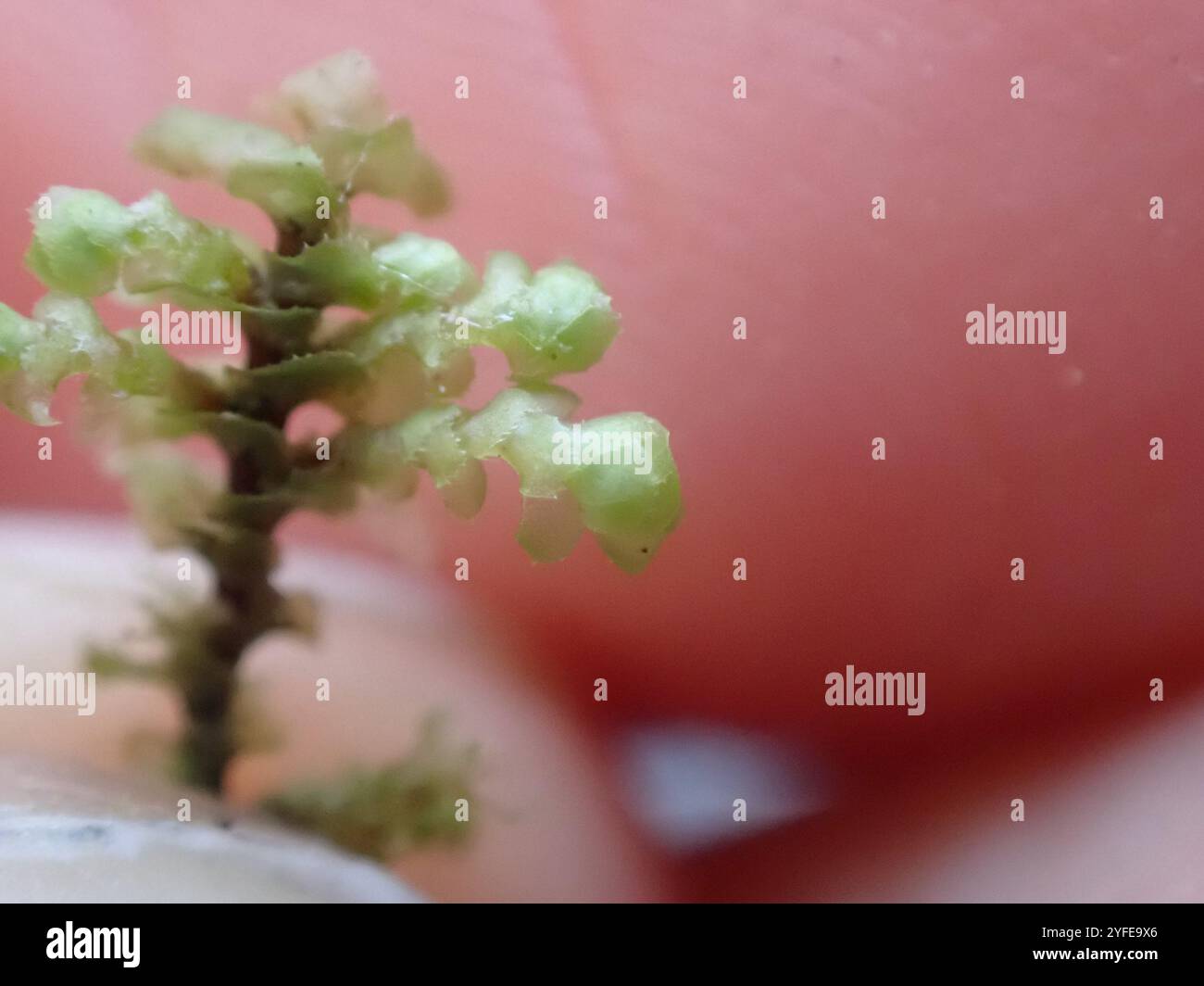 Yellow-ladle Liverwort (Scapania bolanderi Stock Photo - Alamy