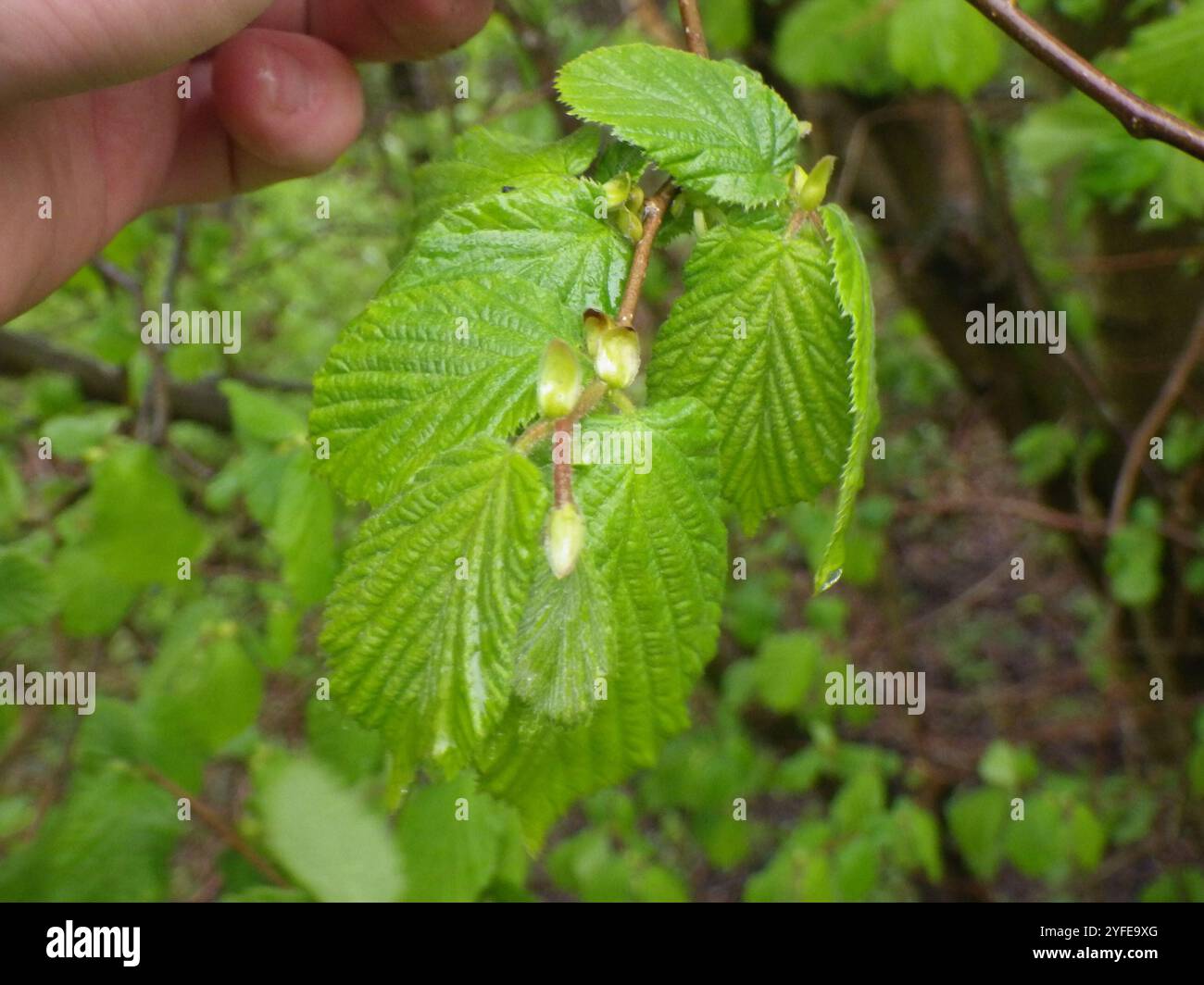 common hazel (Corylus avellana Stock Photo - Alamy